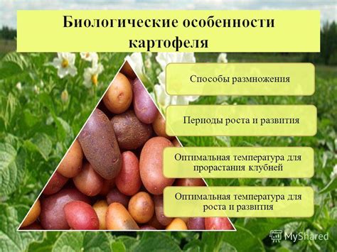 Презентация на тему: "Тема : « Технология выращивания картофеля ...