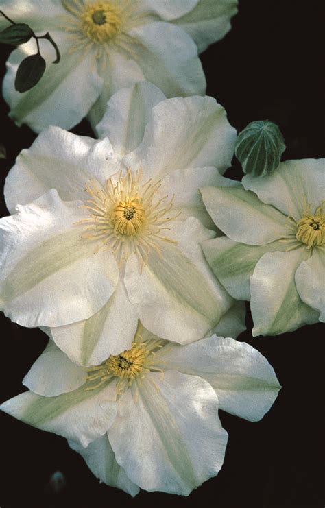 Guernsey Cream - Clematis Vines - Donahue's Greenhouse