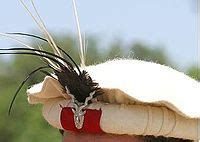 Pakol - Wikipedia