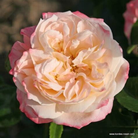 Lady Capri® | Roses' Name