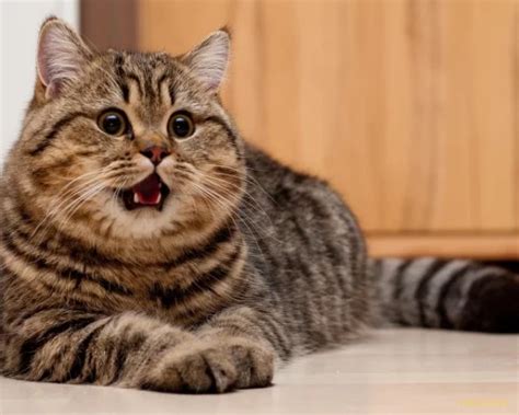 Тест Ты любитель кошек