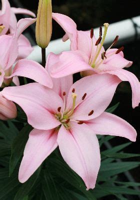 Каталог лилий, сорта лилий,Lilium catalog