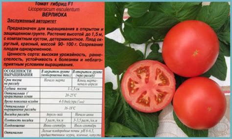 томат верлиока: характеристика и описание сорта, посадка и уход + фото