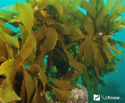 Морские водоросли ламинария | Underwater photos, Plant leaves, Radiata