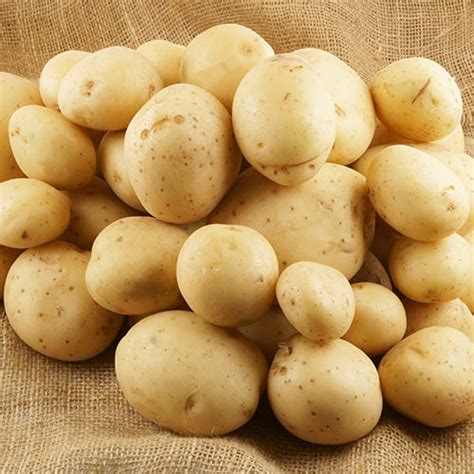 Картофель Ласунок