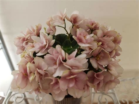 Hunter's Sweet Sakura - Africké fialky-Saintpaulia-African Violets