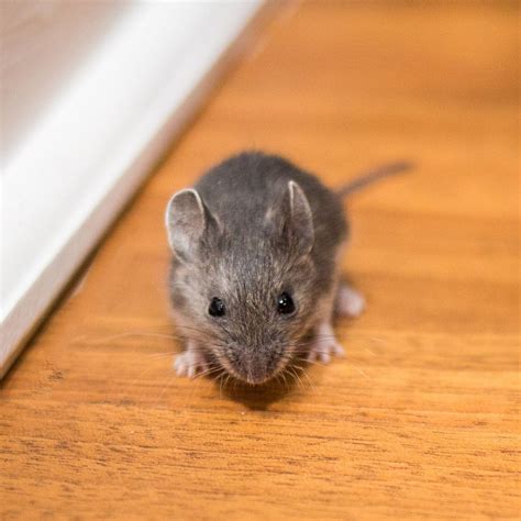 House Mice