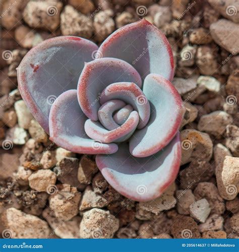 Echeveria Orpet Stock Photos - Free & Royalty-Free Stock Photos from ...