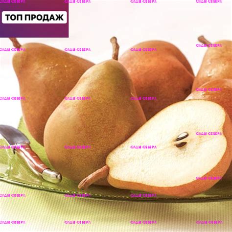 Елка РФ Саженец - купить с доставкой по выгодным ценам в интернет ...