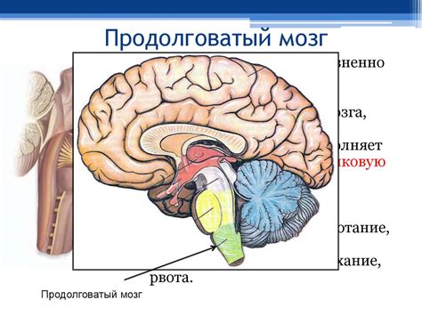 Отделы головного мозга - презентация онлайн
