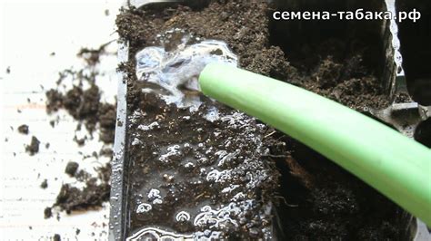 Посадка семян табак и махорки. Семена табака. Как сажать семена табака ...
