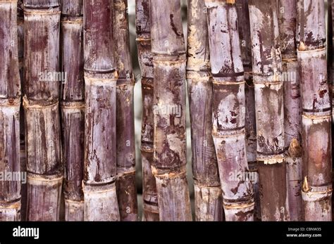 Stand of sugar cane hi-res stock photography and images - Alamy