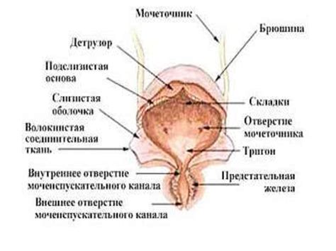 Ультразвуковая диагностика заболеваний мочевого пузыря - online ...