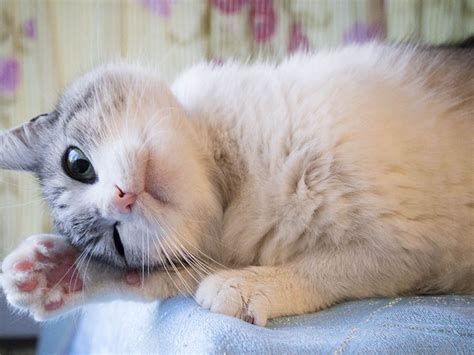Дуся - ласковая кошка в дар | Кот в Окошке | Котята, Бездомные коты, Кошки