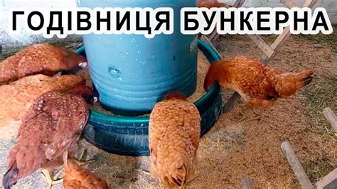 Годівниця бункерного типу для курей / Автокормушка для птиці - YouTube
