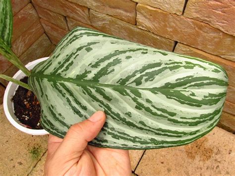 Aglaonema Brilliant | 希少植物の販売 アグラオネマ専門販売店 『アグラオネマ本舗』
