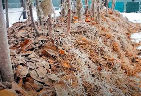 Как НЕПРАВИЛЬНО укрыть растения на зиму -7 ошибок | DIY - как сделать ...