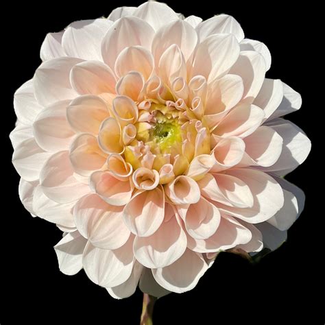 Sweet Nathalie – Dr Blomster