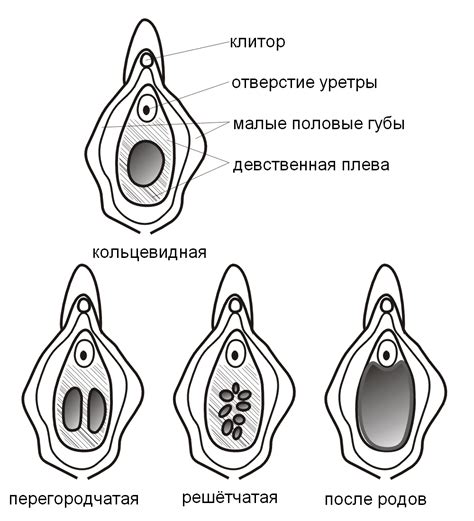 девственная плева — Викисловарь