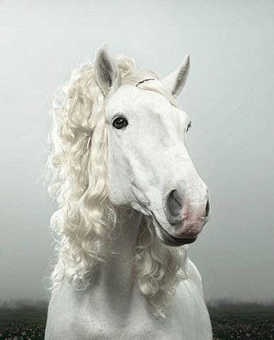 Миляхи | 面白い馬, 馬, 動物