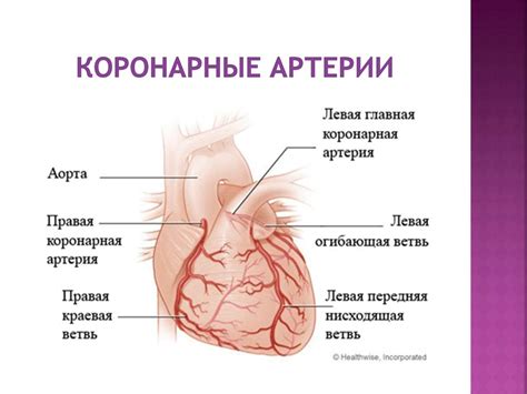 Анатомия и физиология сердечно-сосудистой системы - online presentation