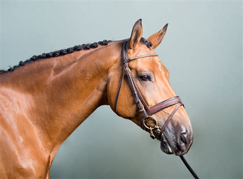 Bavi - Robert Smith Equestrian