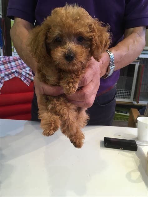 On Buying a Pet in Japan – The Shinyurigaokan