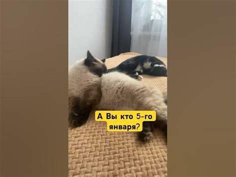 Вы тоже слышите в конце «Кузя тут»?😅🫣 - YouTube