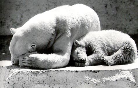 Chimo - ZooChat