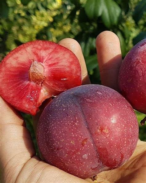 Слива Шарафуга купить, отзывы, фото, доставка - sp-garden.ru cовместные ...