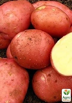 Посадочный картофель, купить семена посевной картошки почтой в Украине ...