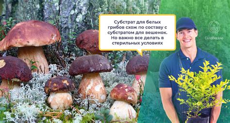 Субстрат для выращивания грибов: как и из чего лучше сделать, пошаговая ...