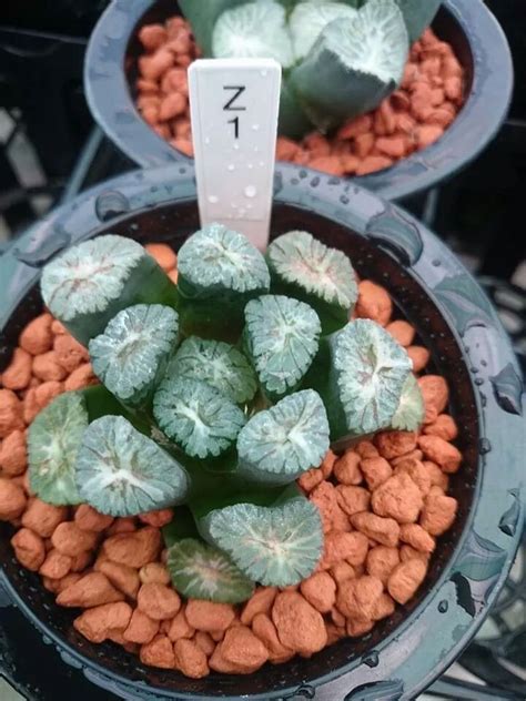 Суккуленты - цветы пустыни's album | VK | Projects to try, Succulents