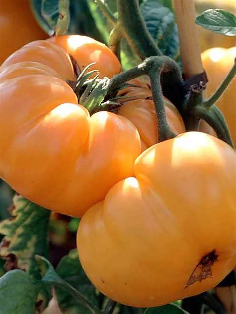 Томат Брендивайн абрикосовый (Brandywine Apricot)