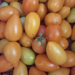 Томат Лисичка: описание сорта, ОТЗЫВЫ (31), фото | tomatland.ru