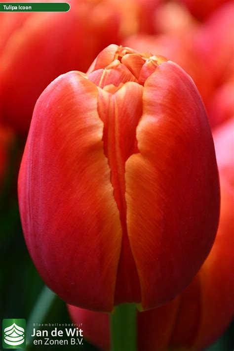 Icoon ® | Tulp | Jan de Wit en Zonen B.V.