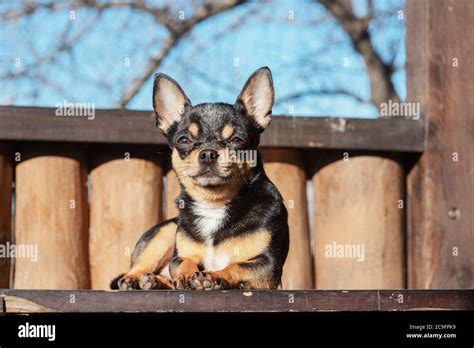 Chiwawa Puppy Stockfotos und -bilder Kaufen - Alamy