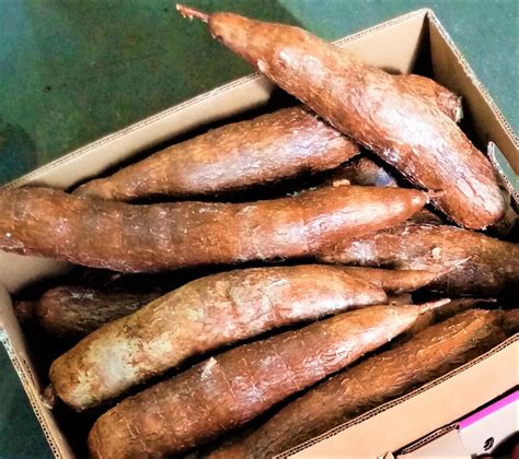Купить МАНИОКА столовая свежая , CASSAVA 1 шт ок.600 г-650 г ...