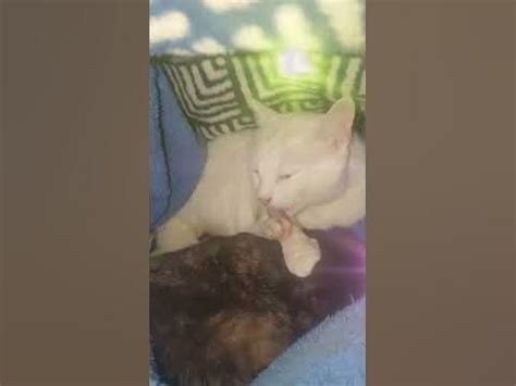 Шерстяные устроили движ в штанах🙂 #shorts #effi #cats - YouTube