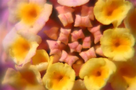 FLOWER 1
