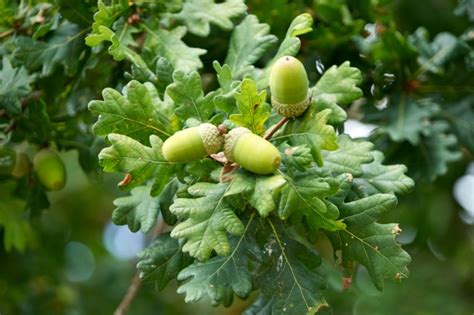 Ek och ekollon Gratis Stock Bild - Public Domain Pictures