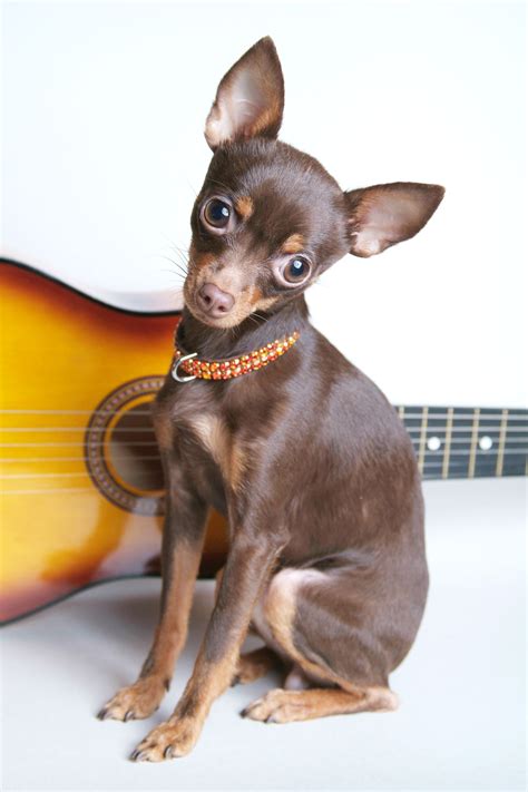 #toy_terrier #той_терьер #шоколадный_окрас #отличная_голова #изящный # ...