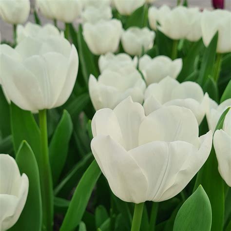 Tulip - Royal Virgin – Humphreys Garden