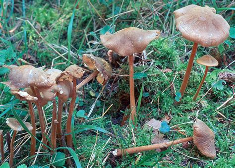 Ксерула скромная (Xerula pudens) фото и описание