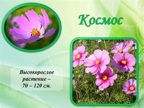 Однолетние цветущие растения - презентация онлайн