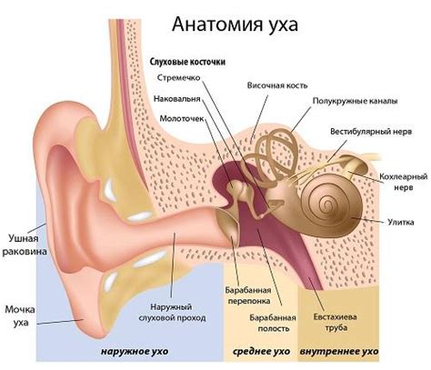 Лечение отита у взрослого: как лечить, схема лечения