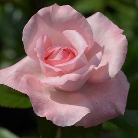 Fragonard ® | Rose, intensiv rosa & violett, 1,00m x 50cm (Delbard ...