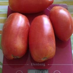 Томат Перцевидный гигант: ОТЗЫВЫ (14), фото, урожайность | tomatland.ru