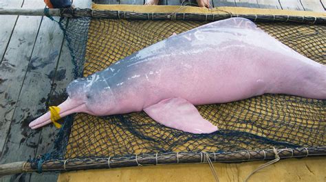Botos lurk, virtually unseen, in the huge rivers of South America - and ...
