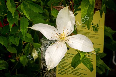 Plamének 'Roko-Kolla' - Clematis 'Roko-Kolla' | Zahradnictví FLOS
